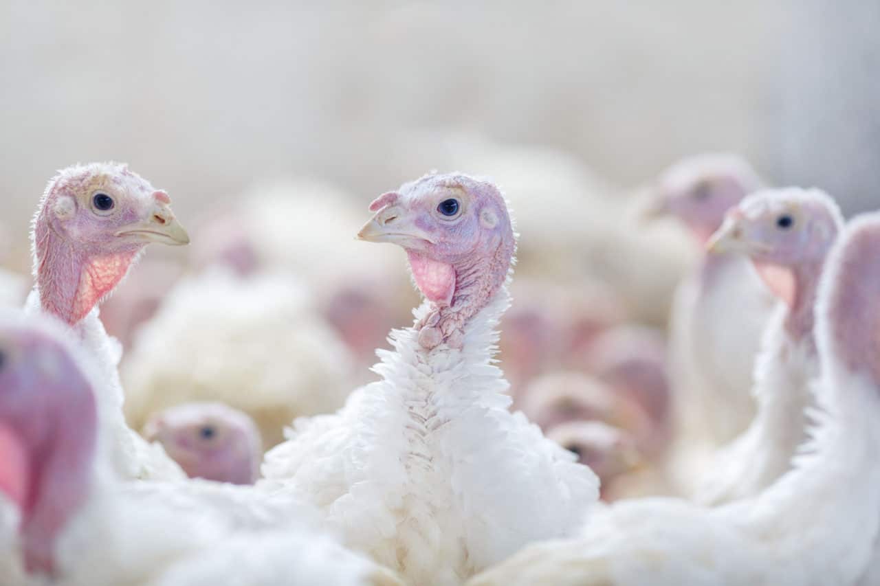 Case Study: In-feed Antibiotics and Turkeys | Metabolon