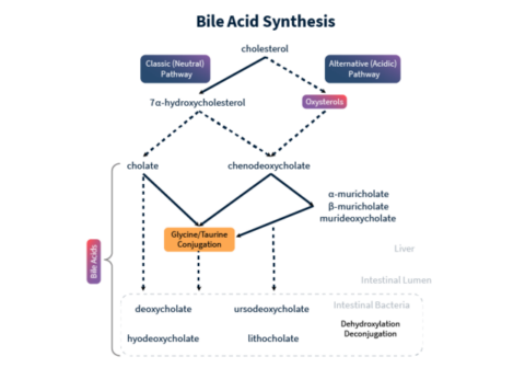 Cholic Acid | Metabolon