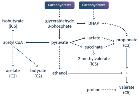 Valeric Acid | Metabolon