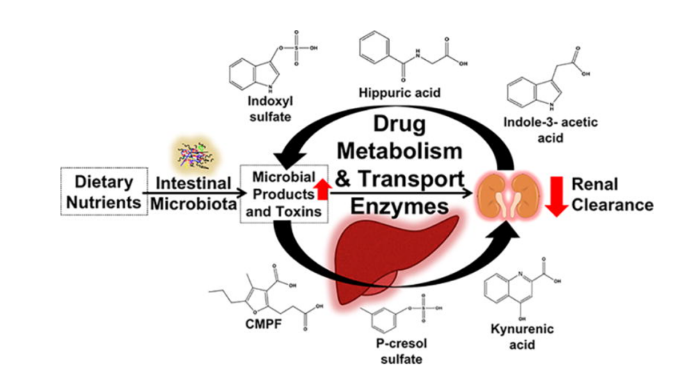 P-Cresol Sulfate | Metabolon