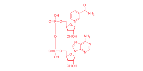 NAD+ (nicotinamide adenine dinucleotide) | Metabolon